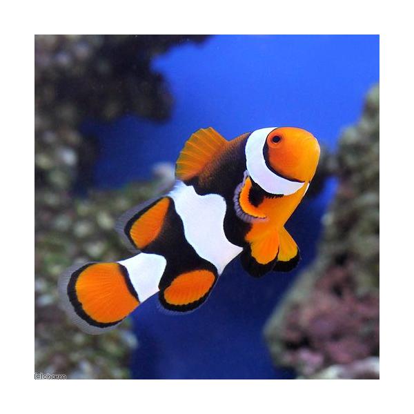 ◎　m_kumanomi　marinefishzukan　その他クマノミの仲間　クマノミ　海水　海水生体　海水魚　イリアンジャヤ　ペルクラクラウン　ハイグレード　ワイルド　kumanomi　tchitachi　ＨＩＮ　20140106　vl...