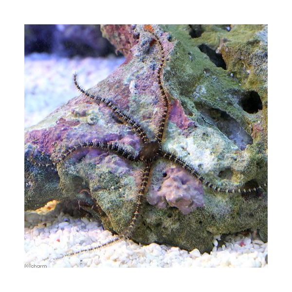 ◎　kaisui73　海水　海水生体　ヒトデ・ナマコ　クモヒトデ　ミックス　ＨＩＮ　20140218　_aqua　無脊椎ＩＤ