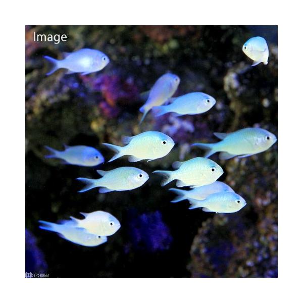 ◎　kaisui73　_aqua　marinefishzukan　スズメダイ　海水　海水生体　海水魚　ダムセル　m_damselfish　デバスズメダイ　アオバスズメダイ　Ｃｈｒｏｍｉｓ　ｖｉｒｉｄｉｓ　ＨＩＮ　20140130　debav...