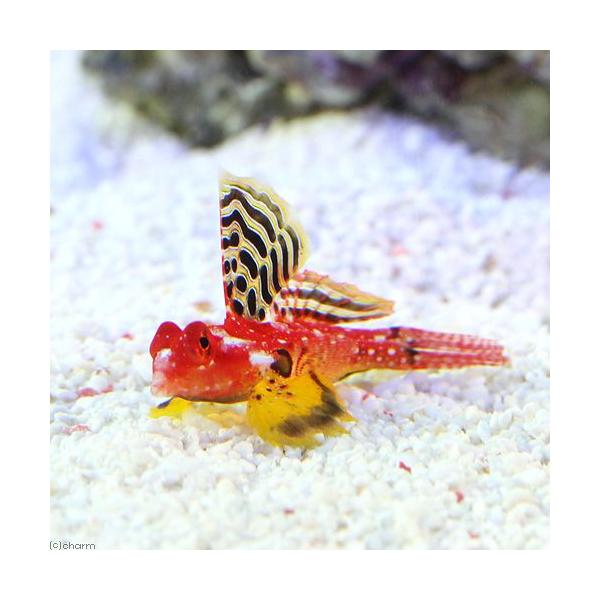 ◎　marinefishzukan　マンダリン／スクーター　Ｎｅｏｓｙｎｃｈｉｒｏｐｕｓ　ｓｐ．　海水　海水生体　海水魚　（海水魚）　ミヤケテグリｓｐ．　ミヤケテグリ　ネズッポ　テグリ　ドラゴネット　HIN　20140323　ヒラムシ　ka...