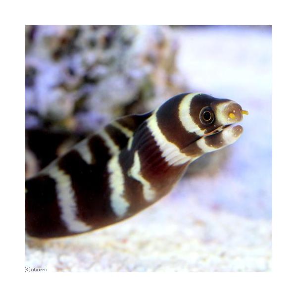 ◎　marinefishzukan　エイ／サメ／ウツボ　海水　海水生体　海水魚　ウツボ　アナゴ　イール　シマアラシウツボ　OKK　20140224　kaijyo　kisitop1_190123　weeklymrfish　irupaqtok　...
