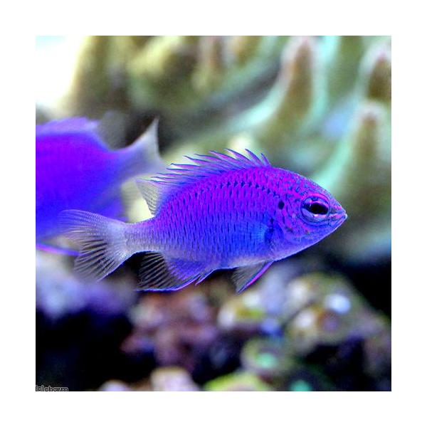 _aqua　◎　kaisui70　marinefishzukan　スズメダイ　海水　海水生体　海水魚　m_damselfish　スプリンガーズダムセル　コバルトスズメダイＨＩＮ　20140312　kaijyo　up0827time_ma