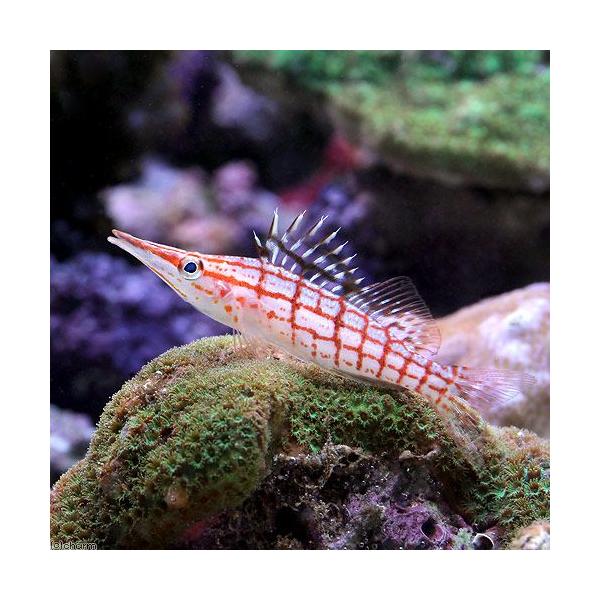 ◎　kaisui72　marinefishzukan　ゴンベ／トラギス　ホークフィッシュ　海水　海水生体　海水魚　OXYCIRRHITES　TYPUS　ma_fish　クダゴンベ　ＨＩＮ　20140404　kaijyo