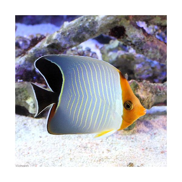 sfset　_aqua　◎　marinefishzukan　外国産チョウチョウウオ　バタフライフィッシュ　チョウチョウウオ　m_butterfly　海水　海水生体　海水魚　紅海　ミカドチョウチョウウオ　オレンジフェイスバタフライフィッシュ　...