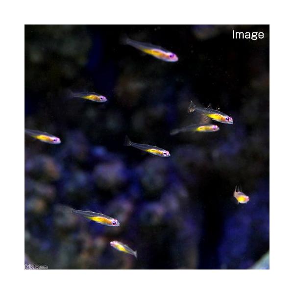 ◎　marinefishzukan　浮遊性ハゼ／超小型／サンゴハゼ　m_goby　海水　海水生体　海水魚　_aqua　ハゼ　ゴビー　サンゴ水槽　可愛い　小さい　アカメハゼ　Ｂｒｙａｎｉｎｏｐｓ　ｎａｔａｎｓ　ＨＩＮ　20140430　oki...