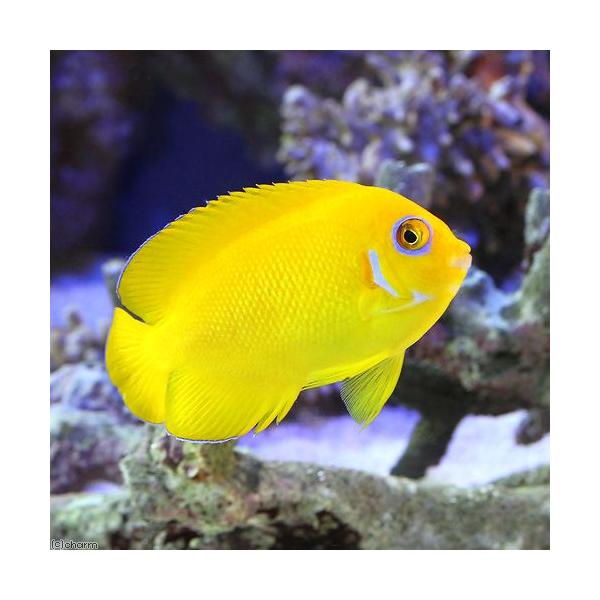 _aqua　◎　marinefishzukan　小型ヤッコ　m_angelfish　海水　海水生体　海水魚　ヤッコ　レモンピールエンゼルフィッシュ　コガネヤッコ　マーシャル産　Centropyge　flavissimus　ケントロピーゲ　H...