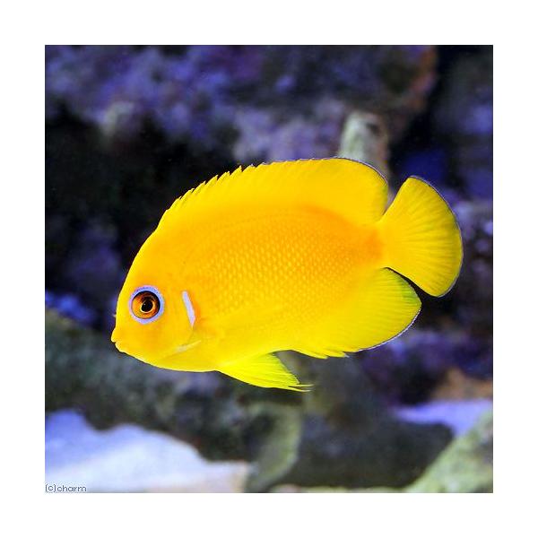 _aqua　◎　marinefishzukan　小型ヤッコ　m_angelfish　海水　海水生体　海水魚　ヤッコ　レモンピールエンゼルフィッシュ　コガネヤッコ　Ｃｅｎｔｒｏｐｙｇｅ　ｆｌａｖｉｓｓｉｍｕｓ　ケントロピーゲ　ＨＩＮ　2014...