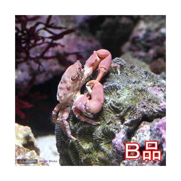 ◎　kaisui73　おまかせB品kitem　海水　海水生体　エビ・カニ他　m_crab　_kaisui　_aqua　エメラルドグリーンクラブ　ルビーエメラルドクラブ　Ｍｉｔｈｒａｘ　ｓｐ．　コケ掃除　ＨＩＮ　20140609　無脊椎ＩＤ　...
