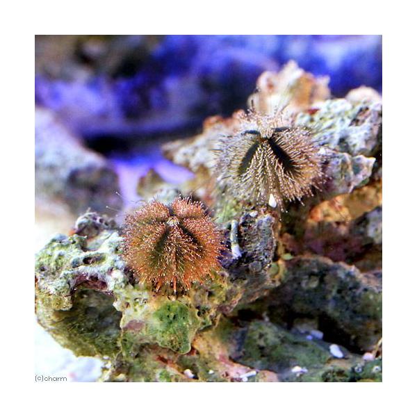 ◎　kaisui73　Ｍｅｓｐｉｌｉａ　ｇｌｏｂｕｌｕｓ　海水　海水生体　その他　m_creature　コシダカウニ　コケ　掃除　ＨＩＮ　20140611　無脊椎ＩＤ　kaijyo　苔対策　こけ対策　しだ　羊歯　aquafes01marin...