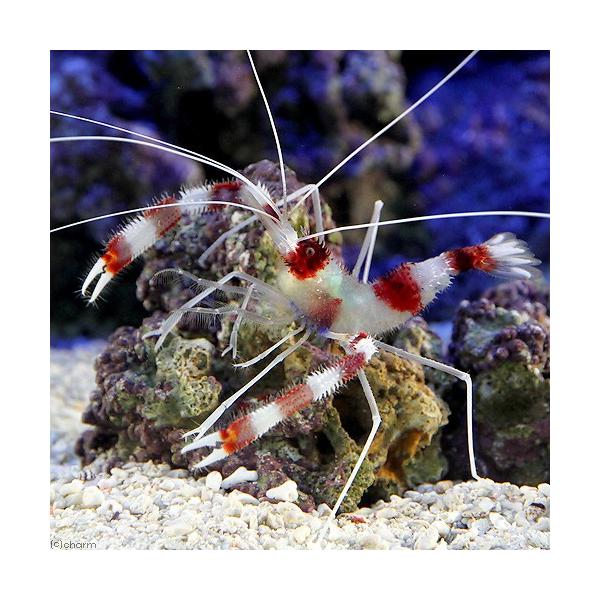 ◎　kaisui73　_aqua　海水　海水生体　エビ・カニ他　m_shrimp　p_disease　m_cleanfish　Ｌサイズエビ　Ｓｔｅｎｏｐｕｓ　ｈｉｓｐｉｄｕｓ　ＨＩＮ　20140616　xmaskaisui2014　suka...