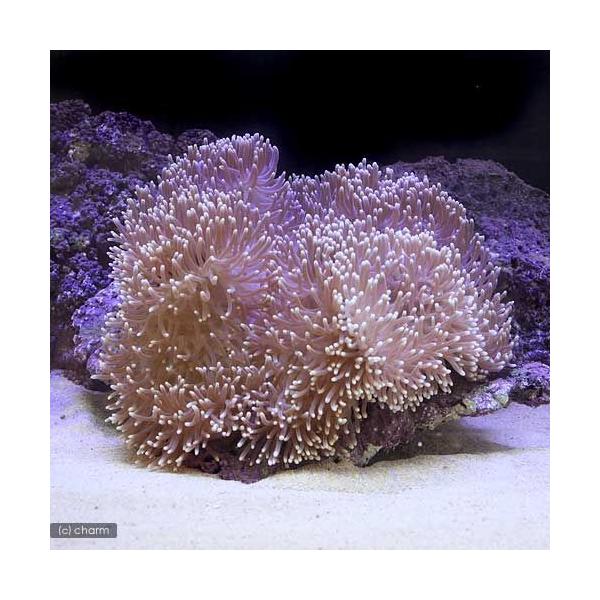 _aqua　sfset　◎　kaisui75　イソギンチャク　m_angelfish　海水　海水生体　センジュイソギンチャク　Ｒａｄｉａｎｔｈｕｓ　ｒｉｔｔｅｒｉ　ＨＩＮ　20140707　kaijyo　クマノミベット　Invertebra...