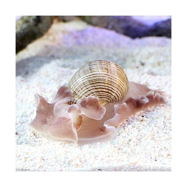 ◎　kaisui73　ウミウシ　海水　海水生体　その他　m_slug　貝　ミスガイ　Ｈｙｐｓｅｌｏｄｏｒｉｓ　ｐｈｙｓｉｓ　ＨＩＮ　20140627　kaijyo　Invertebratezukanウミウシ