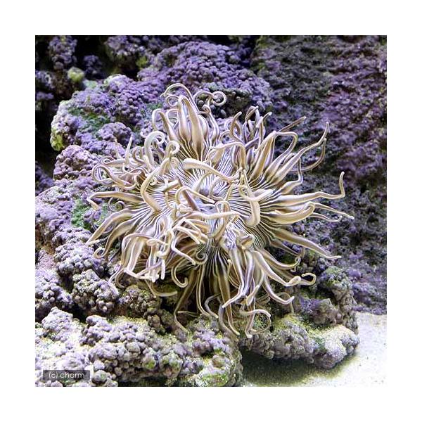 _aqua　◎　kaisui75　kumanomi　海水　海水生体　m_anemone　ＬＴ　イソギンチャク　ロングテンタクルアネモネ　ホワイトストライプ　Ａｎｔｈｅｏｐｓｉｓ　ｄｏｒｅｅｎｓｉｓ　ma_longtentacle　ＨＩＮ　2...