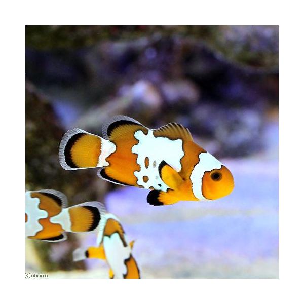 ◎　m_kumanomi　ma_kakurekuma　marinefishzukan　カクレクマノミ　m_angelfish　海水　海水生体　海水魚　クマノミ　ma_kuma　スノーフレーク　オセラリス　カクレクマノミ　Ａｍｐｈｉｐｒｉｏｎ...