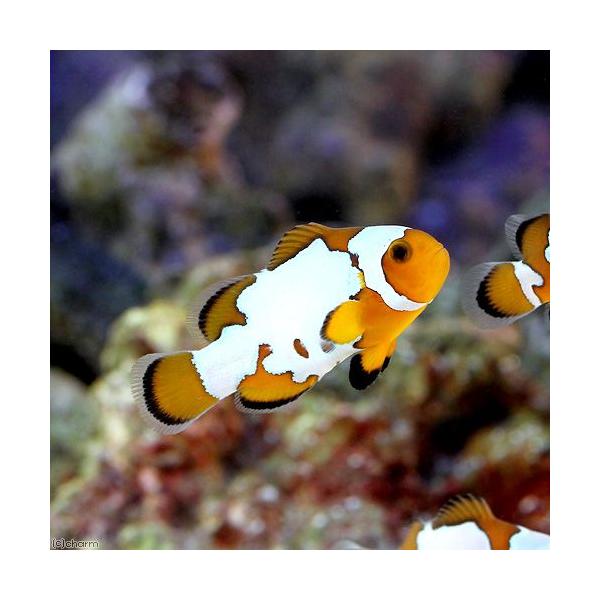 ◎　m_kumanomi　ma_kakurekuma　marinefishzukan　カクレクマノミ　m_angelfish　海水　海水生体　海水魚　クマノミ　ma_kuma　スノーフレーク　オセラリス　Ａｍｐｈｉｐｒｉｏｎ　ｏｃｅｌｌａｒ...