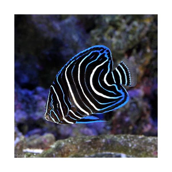 ◎　marinefishzukan　大型ヤッコ　海水　海水生体　海水魚　m_angelfish　サザナミ　ヤッコ　ポマカントゥス　Ｐｏｍａｃａｎｔｈｕｘ　ｓｅｍｉｃｉｒｃｕｌａｔｕｓ　20140825　ＴＨＺ　kaijyo