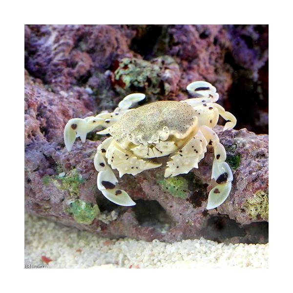 ◎　kaisui73　海水　海水生体　エビ・カニ他　m_crab　ma_algae　ma_beginner　_kaisui　_aqua　無脊椎ＩＤ　キンセンガニ　Ｍａｔｕｔａ　ｖｉｃｔｏｒ　ＨＩＮ　20140925　kaijyo　kisit...
