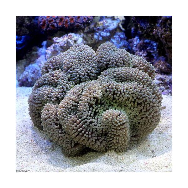 sfset　_aqua　◎　kaisui75　イソギンチャク　m_angelfish　海水　海水生体　ハタゴイソギンチャク　カクレクレクマノミ　Ｓｔｉｃｈｏｄａｃｔｙｌａ　ｇｉｇａｎｔｅａ　ＨＩＮ　20141003　yg7rabfa　raj...