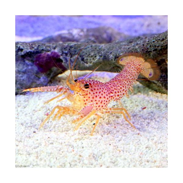 ◎　kaisui73　海水　海水生体　エビ・カニ他　無脊椎ＩＤ　甲殻類　紫　エビ　ザリガニ　ロブスター　シュリンプ　Ｅｎｏｐｌｏｍｅｔｏｐｕｓ　ｄｅｂｅｌｉｕｓ　パープルリーフロブスター　ＨＩＮ　20150105　muahgay　ghrub...