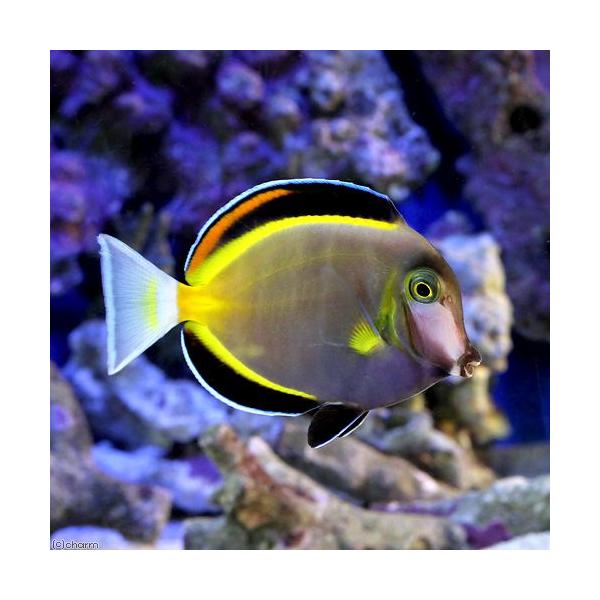 ◎　marinefishzukan　ハギ・ニザダイ　海水　海水生体　海水魚　m_surgeonfish　ハギ　ニザダイ　ナミダクロハギ　Ａｃａｎｔｈｕｒｕｓ　ｊａｐｏｎｉｃｕｓ　20141111　ＨＩＮ　kaijyo　mrs1805_4pd...