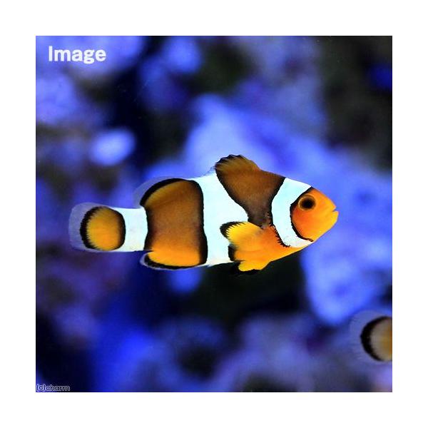204723　◎　m_kumanomi　ma_percula　marinefishzukan　その他クマノミの仲間　クマノミ　海水　海水生体　海水魚　kumanomi　tchitachi　vlen2015_kaisui　vlen2016_k...