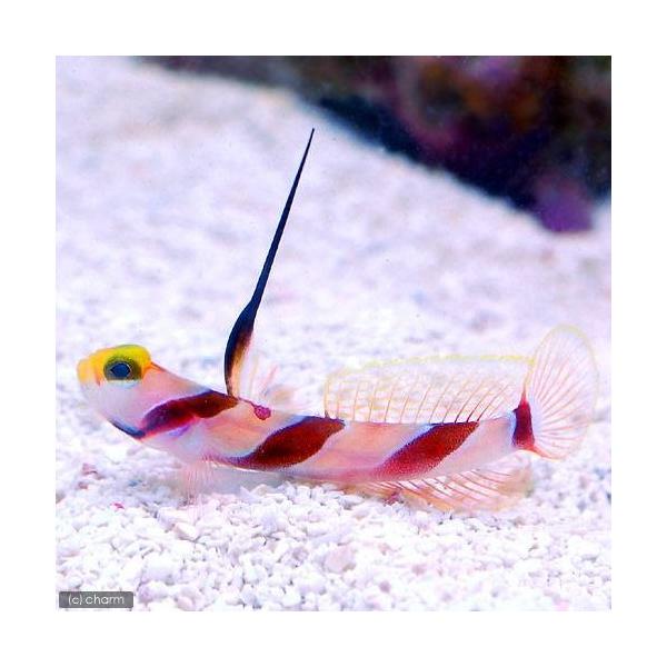 ◎　kaisui73　共生ハゼ／なかよしセット　m_goby　kyousei　海水　海水生体　海水魚　ハタタテネジリンボウ　vlen2014_kaisui　Stonogobiops　nematodes　共生ハゼ