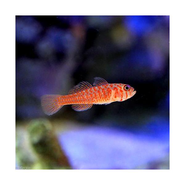 ◎　marinefishzukan　浮遊性ハゼ／超小型／サンゴハゼ　m_goby　海水　海水生体　海水魚　ハゼ　ゴビー　サンゴ水槽　オキナワベニハゼ　Ｔｒｉｍｍａ　ｏｋｉｎａwａｅ　ＨＩＮ　20150121　okinawa_haze　gob...