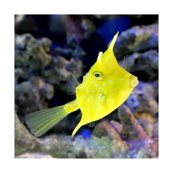 ◎　marinefishzukan　フグ／ハコフグ／ハリセンボン　海水　海水生体　海水魚　Ｌａｃｔｏｒｉａ　ｃｏｒｎｕｔａ　ma_fish　フグ　ハコフグ　20150324　ＨＩＮ　トナカイフグ kaijyo