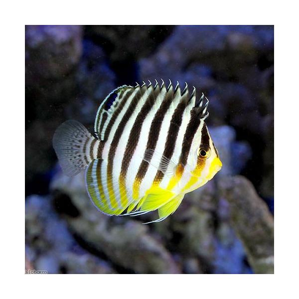 sfset　_aqua　◎　marinefishzukan　小型ヤッコ　m_angelfish　海水　海水生体　海水魚　mrnp5bai130914　Ｐａｒａｃｅｎｔｏｒｏｐｙｇｅ　ｍｕｌｔｉｆａｓｃｉａｔａ　シマヤッコ　バリ　ＨＩＮ　20...