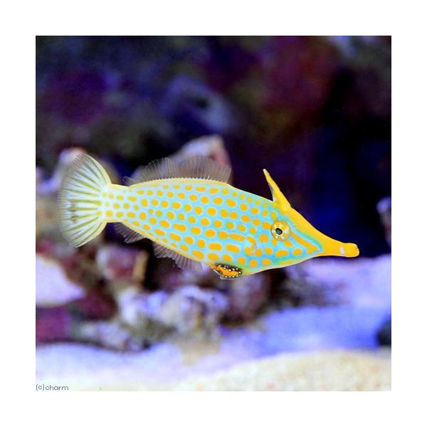 250623　◎　marinefishzukan　海水　海水生体　海水魚　m_surgeonfish　tcghjkf　20151012　カワハギ　kpps1712_3pd_mrfish　kaijyo　kisitop1_190814　1kis...