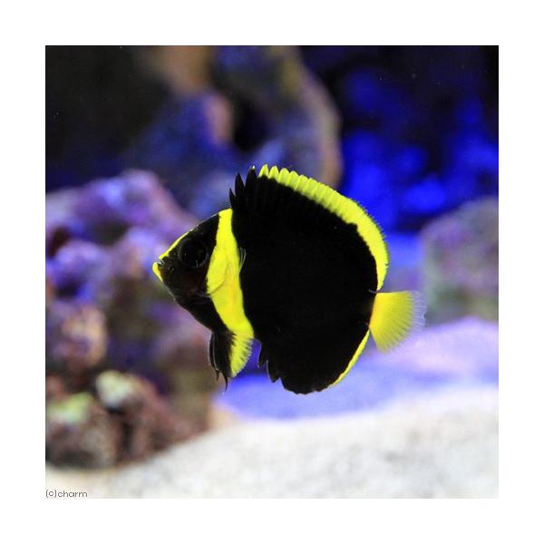 sfset　_aqua　◎　marinefishzukan　中型ヤッコ　m_angelfish　海水　海水生体　海水魚　キンチャクダイ　ヤッコ　中型ヤッコ　近海産　Ｃｈａｅｔｏｄｏｎｔｏｐｌｕｓ　ｓｅｐｔｅｎｔｒｉｏｎａｌｉｓ　201601...