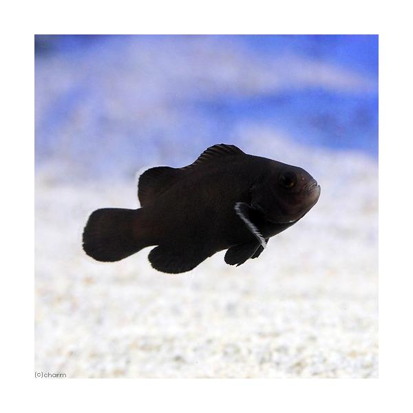 _aqua　sfset　◎　m_kumanomi　ma_kakurekuma　海水　海水生体　海水魚　クマノミ　ma_kuma　ミッドナイト　オセラリス　カクレクマノミ　Ａｍｐｈｉｐｒｉｏｎ　ｏｃｅｌｌａｒｉｓ　ＹＨ　20161013　ミッ...