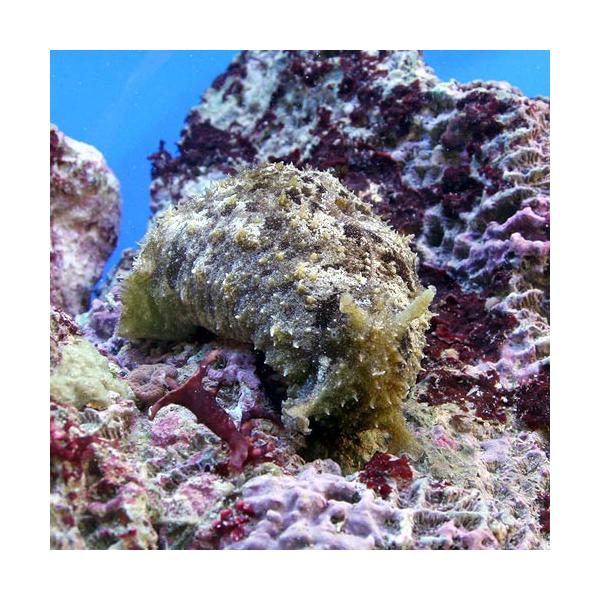 ◎　kaisui75　貝　ウミウシ　ナマコ　海水　海水生体　マガキ　m_slug　tuikasp_ma1008　4cdavd　jgankar2　u3l7N0T_kisi　kaissawe1110　kaijyo　21reco01　2305eh...