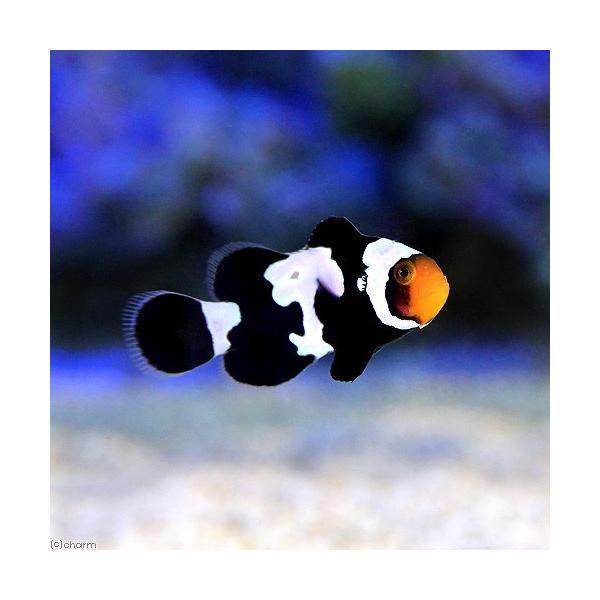 sfset　_aqua　◎　kaisui72　m_kumanomi　ma_kakurekuma　カクレクマノミ　m_angelfish　海水　海水生体　海水魚　クマノミ　ma_kuma　スノーフレーク　オセラリス　Ａｍｐｈｉｐｒｉｏｎ　ｏｃ...