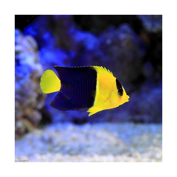 206012　◎　kaisui73　marinefishzukan　小型ヤッコ　ピグミーエンゼル　ケントロピーゲ　m_angelfish　海水　海水生体　海水魚　Centropyge　bicolor　_kaisui　_ma　ヤッコ　バイカラ...