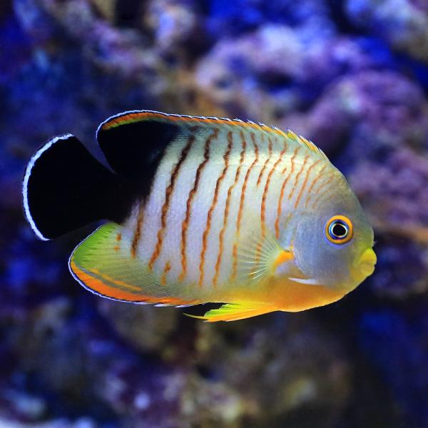 ◎　kaisui72　小型ヤッコ　m_angelfish　海水　海水生体　海水魚　Centropyge　Eibli　vlen2015_kaisui　20170127　kaijyo　marinefishzukan