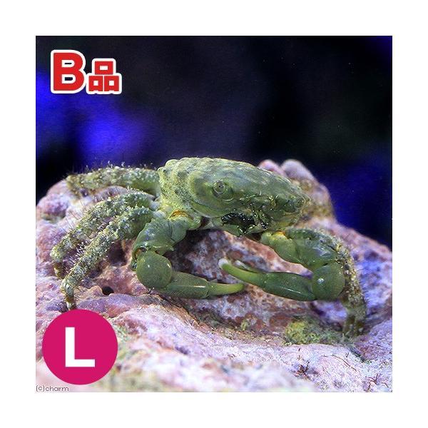 ◎　kaisui73　おまかせB品kitem　海水　海水生体　エビ・カニ他　m_crab　エメラルドグリーンクラブ　エメグリ　20170410