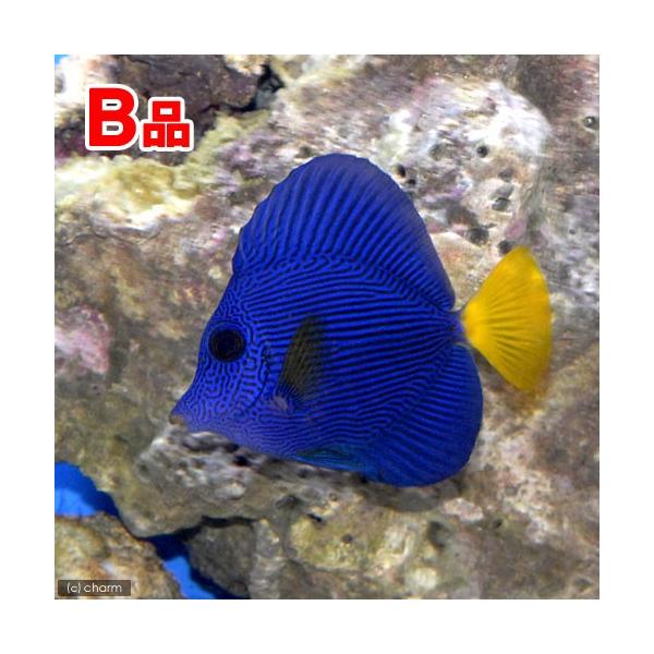 sfset　_aqua　◎　marinefishzukan　ハギ・ニザダイ　海水　海水生体　海水魚　m_surgeonfish　201102018　ＡＨ　m_cleanfish　kaijyo　select01mrin　weeklymrfis...