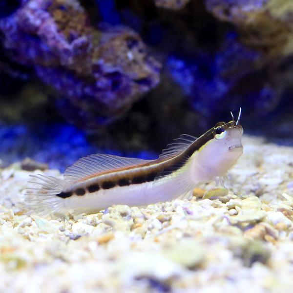 ◎　kaisui72　カエルウオ・ブレニー（ギンポ）　海水　海水生体　海水魚　m_blenny　224　Ｅｃｓｅｎｉｕｓ　ｌｉｎｅａｔｕｓ　ギンポ　ブレニー　カエルウオ　ヒトスジギンポ　20250711　SO　kaijyo　marinefi...