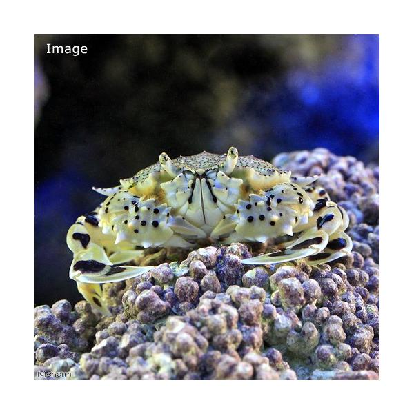 ◎　kaisui73　海水　海水生体　エビ・カニ他　m_crab　ma_algae　ma_beginner　_kaisui　_aqua　無脊椎ＩＤ　キンセンガニ　Ｍａｔｕｔａ　ｖｉｃｔｏｒ　ＨＩＮ　20171115　Ａｓｈｔｏｒｅｔ　ｌｕｎ...
