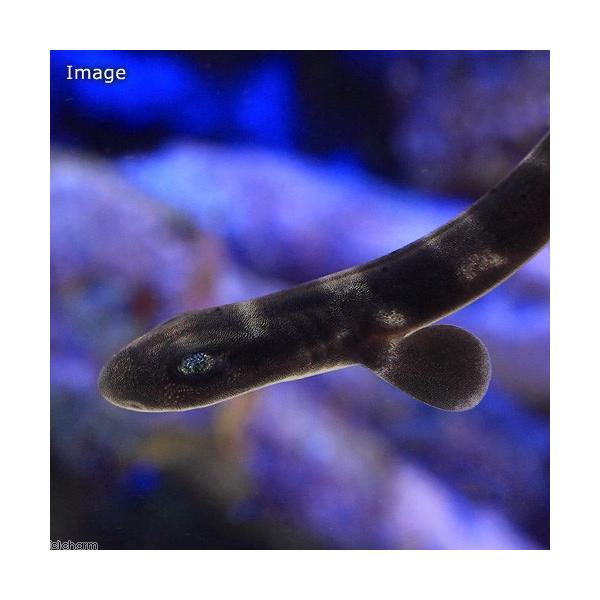 _aqua　sfset　◎　kaisui70　エイ／サメ／ウツボ　海水　海水生体　海水魚　コーラルキャットシャーク　鮫　サメ　邑楽店　サンゴトラザメ　20180127　TG　Ａｔｅｌｏｍｙｃｔｅｒｕｓ　ｍａｒｍｏｒａｔｕｓ　20190212...