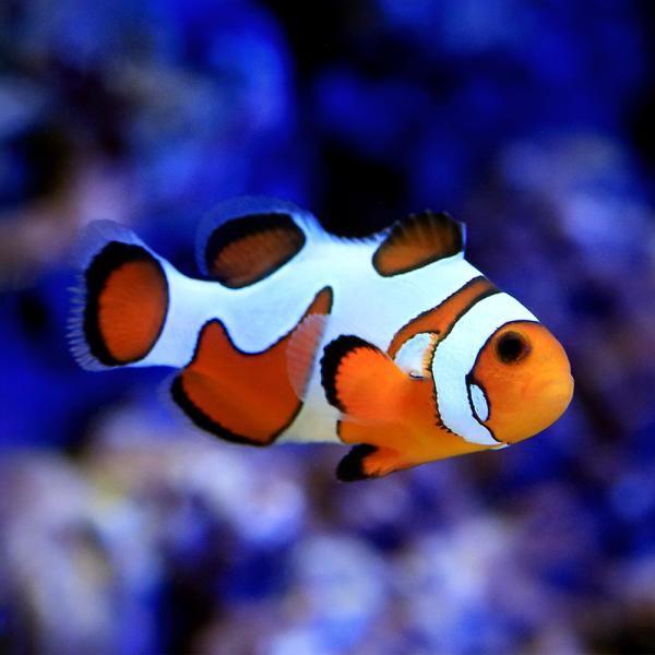 sfset　_aqua　◎　kaisui72　m_kumanomi　ma_kakurekuma　カクレクマノミ　m_angelfish　海水　海水生体　海水魚　クマノミ　ma_kuma　スノーフレーク　オセラリス　Ａｍｐｈｉｐｒｉｏｎ　ｏｃ...