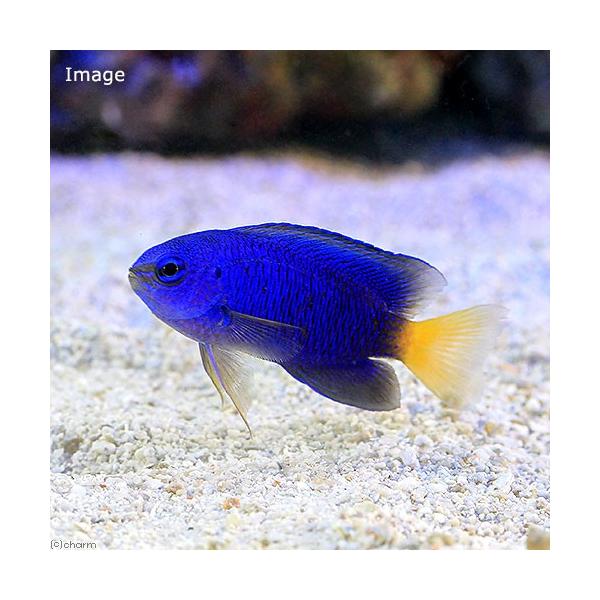 muryotassei_700_799　_aqua　◎　kaisui72　marinefishzukan　スズメダイ　海水　海水生体　海水魚　スズメダイ　m_damselfish 20181005　Ｐｏｍａｃｅｎｔｒｕｓ　ｃｏｅｌｅｓｔｉｓ...