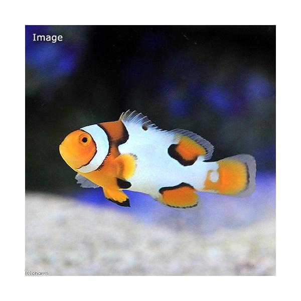 _aqua　◎　kaisui72　m_angelfish　海水　海水生体　海水魚　クマノミ　ma_percula　ma_kuma　セミピカソペルクラクラウン　セミピカソ　ペルクラ　Ａｍｐｈｉｐｒｉｏｎ　ｐｅｒｃｕｌｌａ　20181113　m...