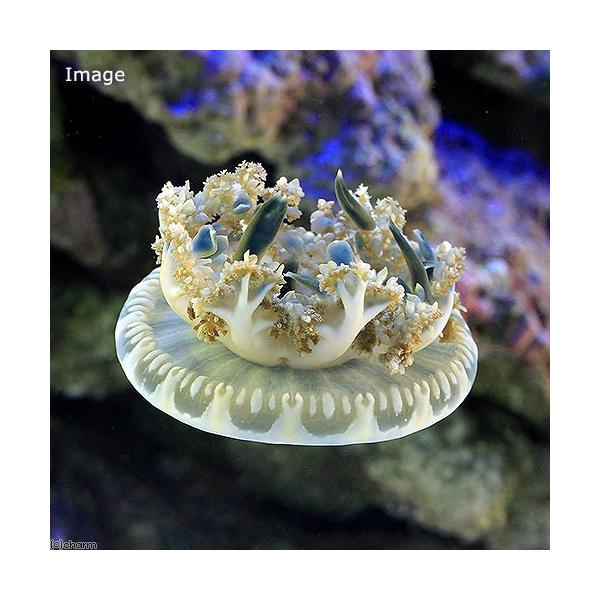 _aqua　◎　kaisui72　海水　海水生体　カシオペア　m_creature　ma_henteko　ma_jellyfish　ma_nem13　movie_1274218 海水生体　kaisui_transparent　2018112...