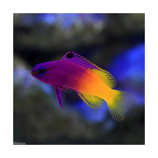 ◎　バスレット／ハタ　海水　海水生体　海水魚　ma_fish　ma_beginner　pagecheck_612sm　メギス　Ｇｒａｍｍａ　ｌｏｒｅｔｏ　海水生体 20190310 YH　kaijyo　marinefishzukan