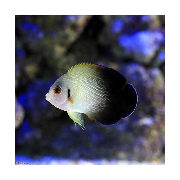 206722　◎　kaisui73　小型ヤッコ　m_angelfish　Centropyge　vroliki　海水　海水生体　海水魚　_kaisui　time_ma　ケントピーゲ　ビギナー　ヤッコ　入門　ＯＳＨ　20170421　kaijy...