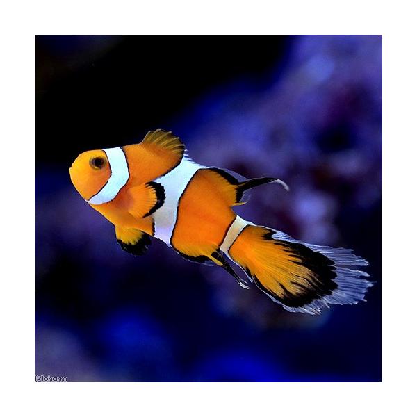 sfset　_aqua　◎　kaisui72　m_kumanomi　ma_kakurekuma　カクレクマノミ　m_angelfish　海水　海水生体　海水魚　クマノミ　ma_kuma　オセラリス　Ａｍｐｈｉｐｒｉｏｎ　ｏｃｅｌｌａｒｉｓ　...