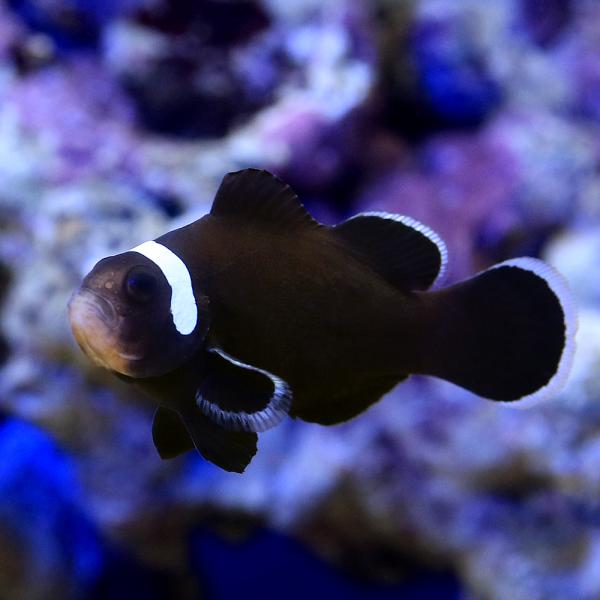 ◎　m_kumanomi　ma_kakurekuma　m_angelfish　海水　海水生体　海水魚　クマノミ　ma_kuma　m_fish_itten　キャラメル　ドミノ　オセラリス　カクレクマノミ　Ａｍｐｈｉｐｒｉｏｎ　ｏｃｅｌｌａｒｉ...