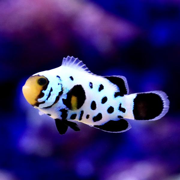 _aqua　sfset　◎　kaisui72　m_kumanomi　ma_kakurekuma　marinefishzukan　カクレクマノミ　m_angelfish　海水　海水生体　海水魚　クマノミ　ma_kuma　スノーフレーク　オセラ...